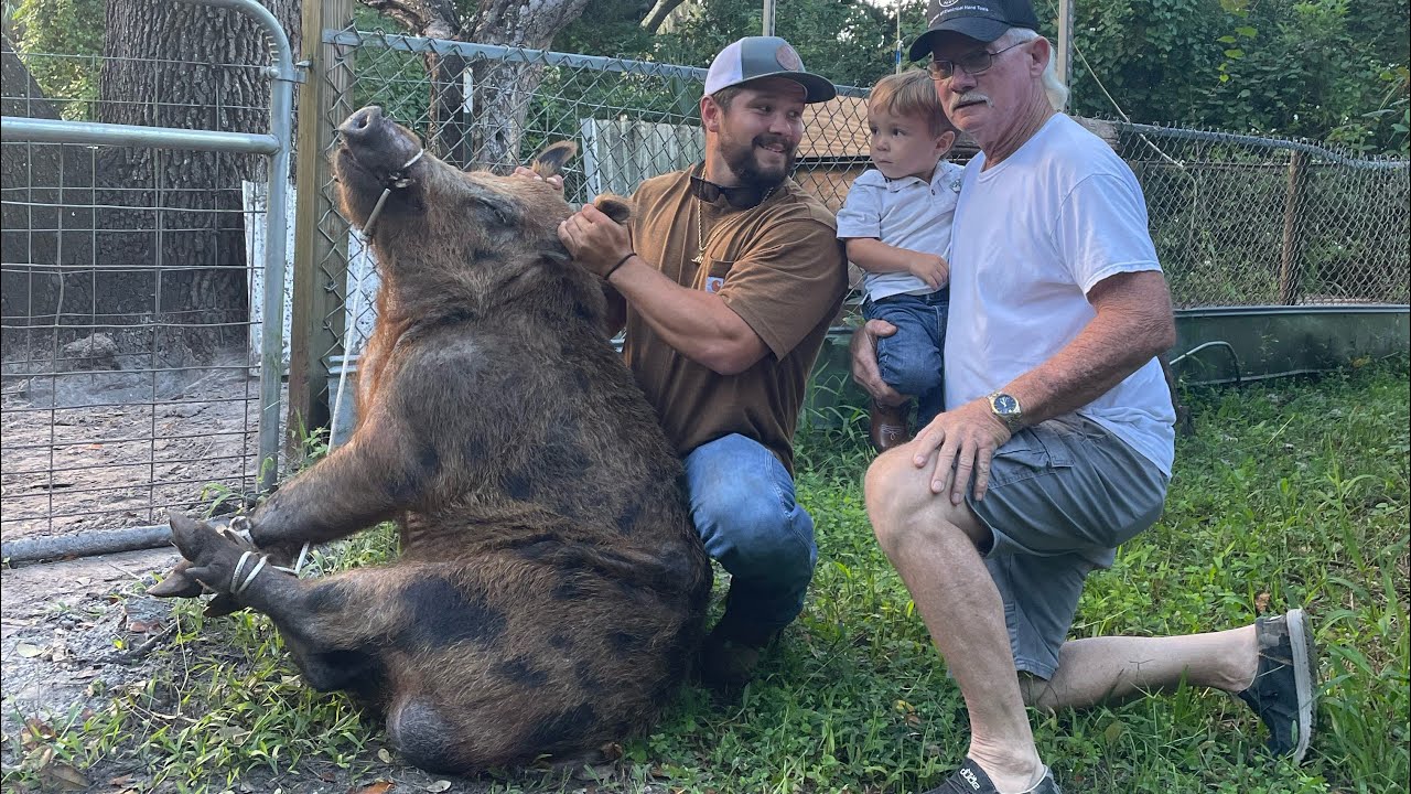 Catching a 300pound boar hog out of our oldest trap in rotation! - YouTube