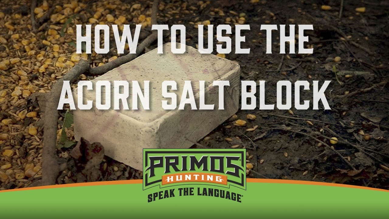 How to Use Sweet Acorn Salt Block - YouTube