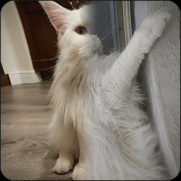 insane cat edit🐈 - YouTube