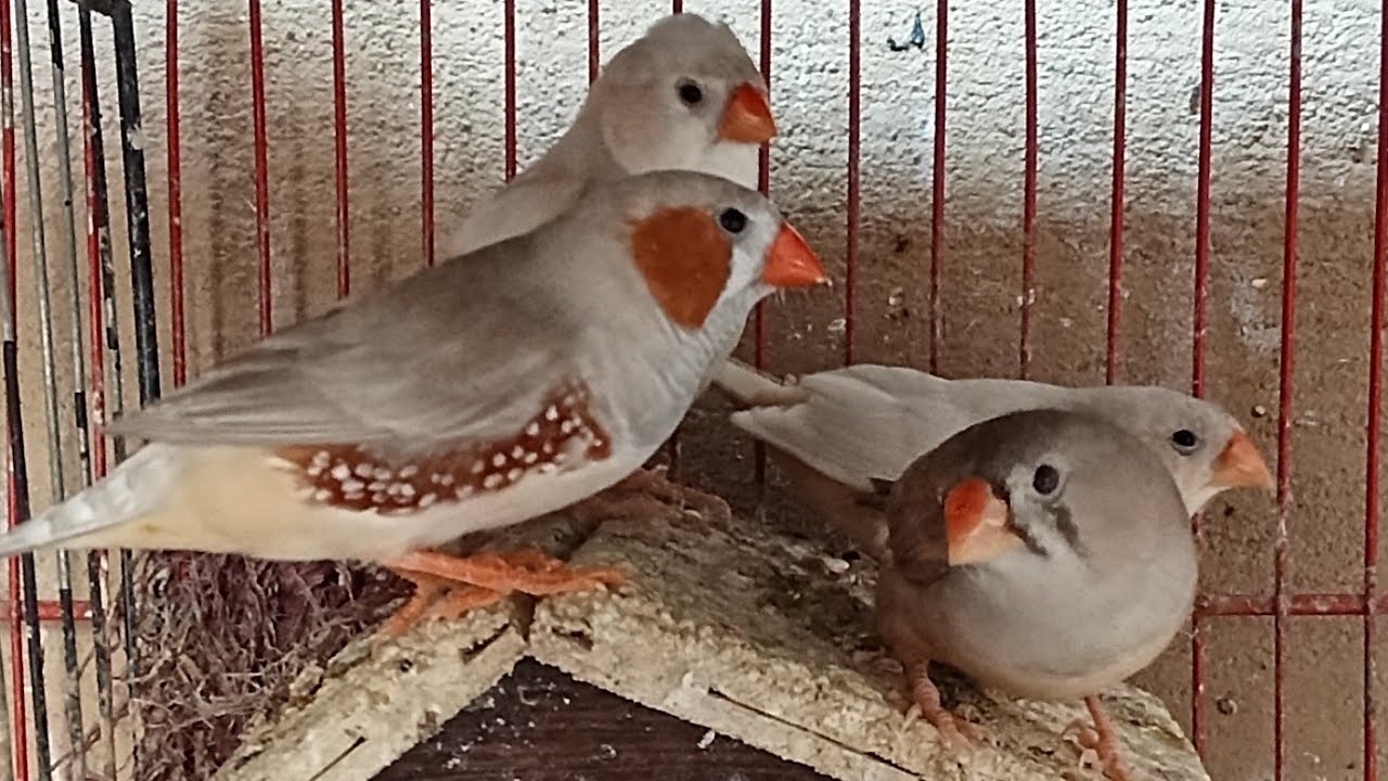 Mutation Finches pairs | Subscribe my YouTube channel - YouTube
