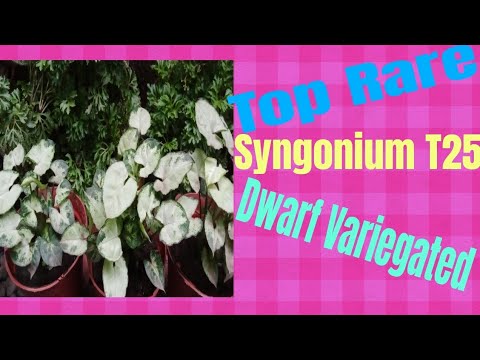 Top Rare Syngonium T25 Dwarf Variegated Propagation/Care Tips and ...