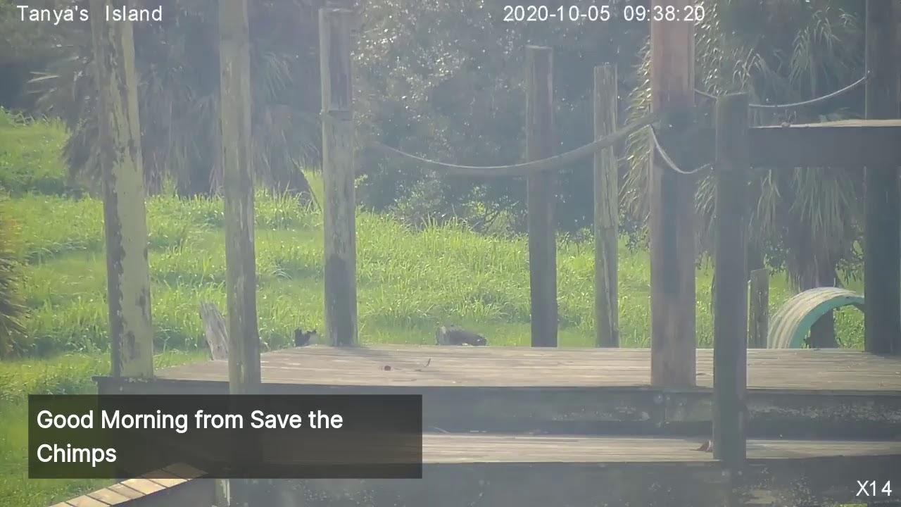 Good Morning from Save the Chimps - YouTube