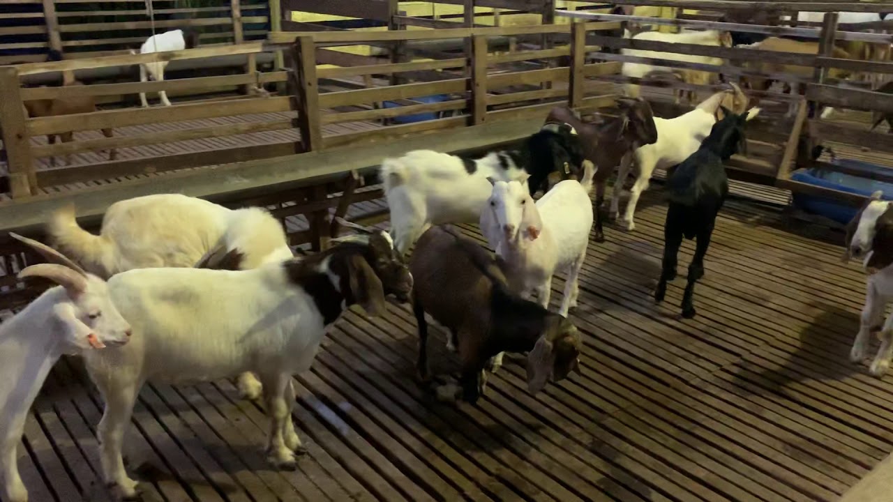 Feed lot boer goats - YouTube