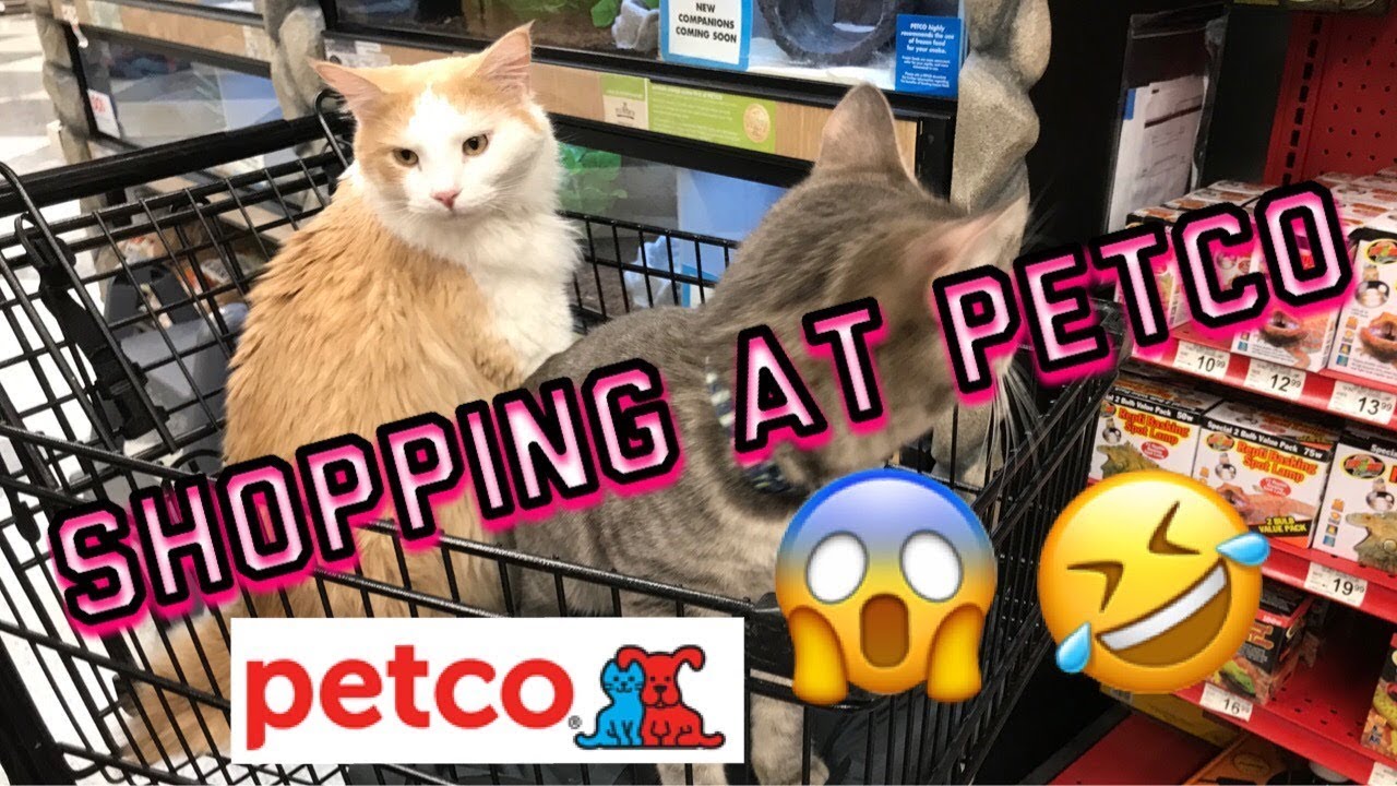Cute Cats In Petco Kitties Love To Shop YouTube Cute Cats In Petco Kitties Love To Shop YouTube