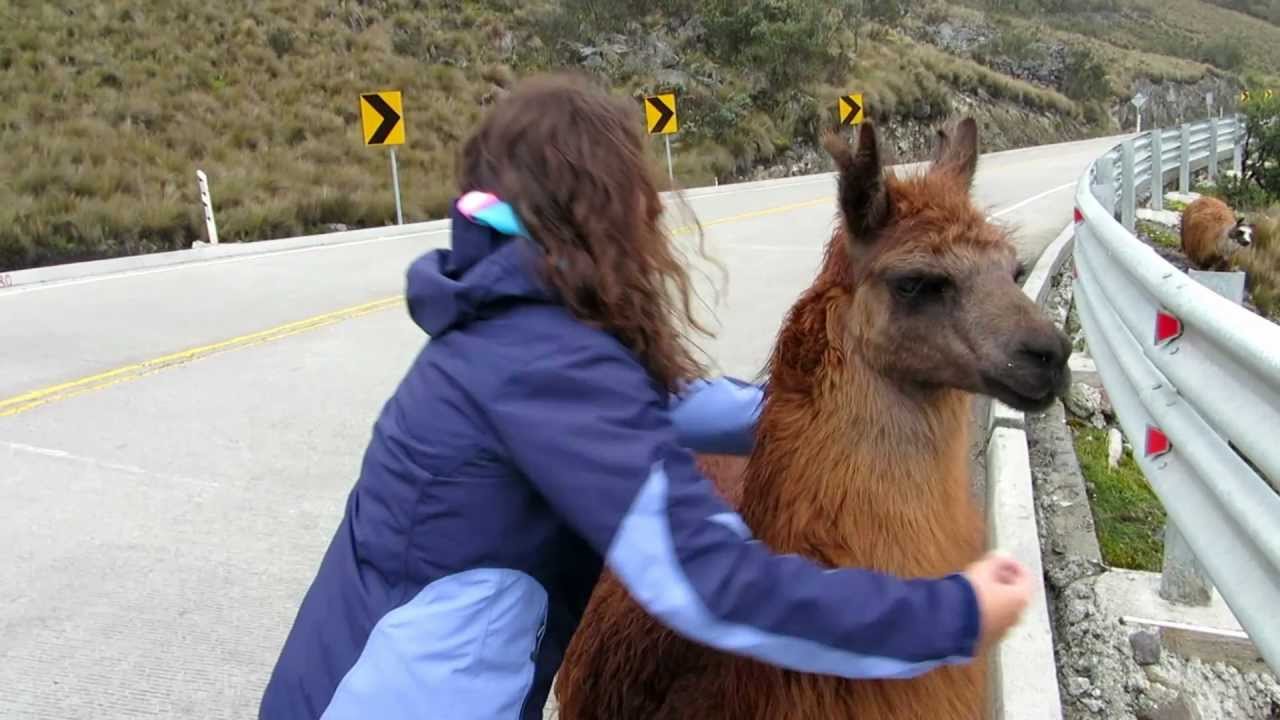 Llama hug - YouTube