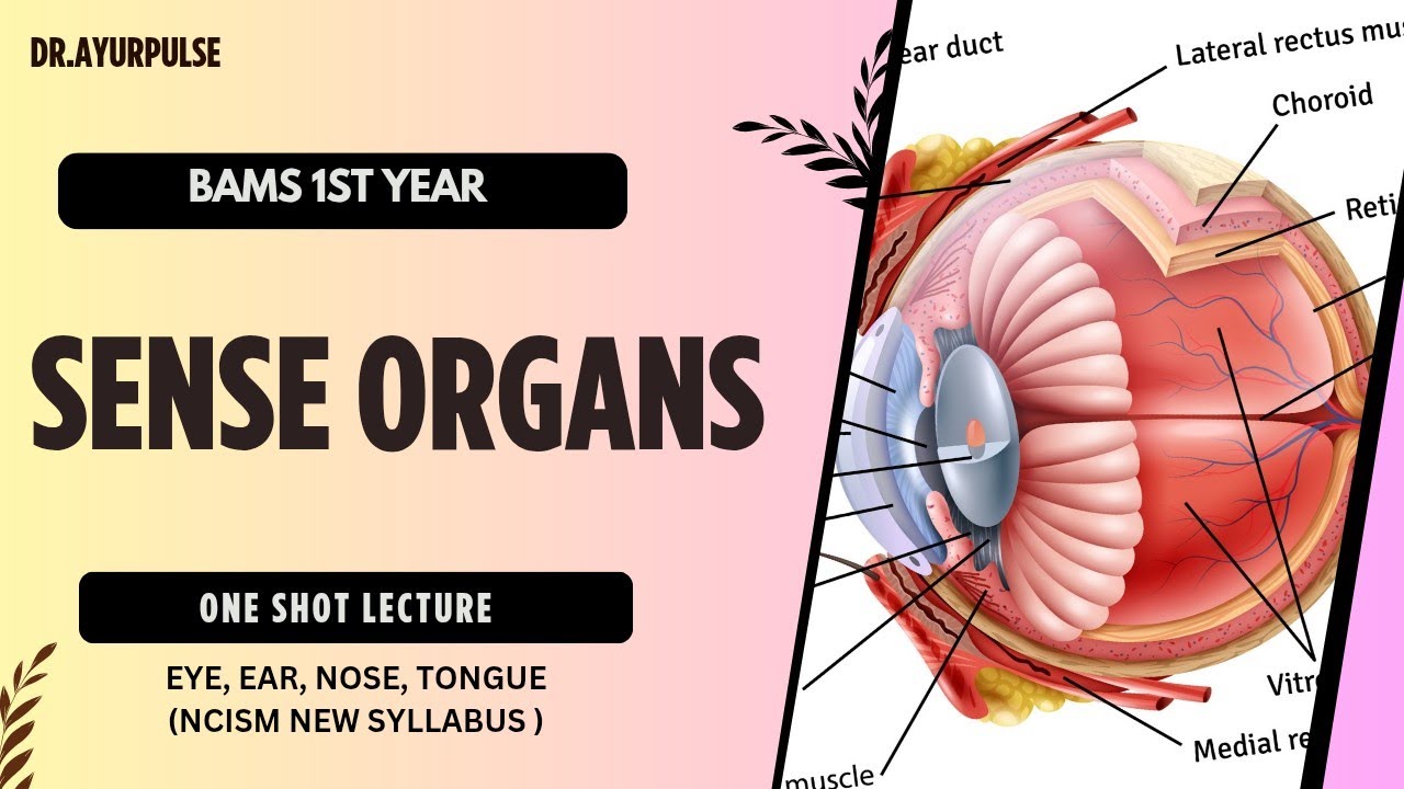 Sense Organs | Modern Anatomy BAMS 1ST Year | One Shot Lecture | Dr ...