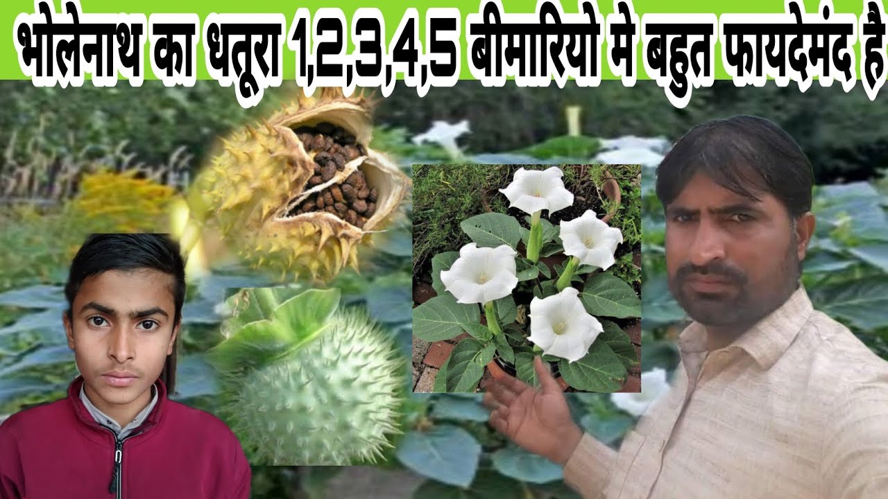 #dhatura भोलेनाथ पर चढाते है ये तो सब जानते है क्या आप धतूरे के इन ...