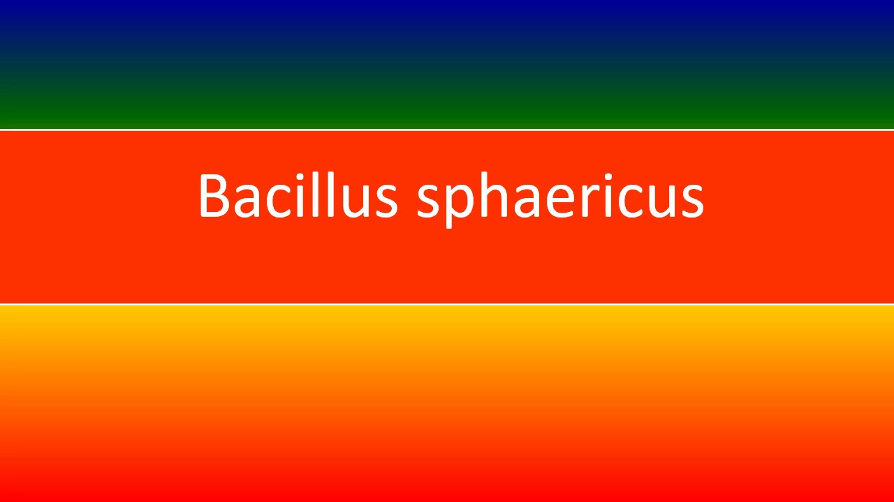 BACILLUS SPHAERIUS - YouTube