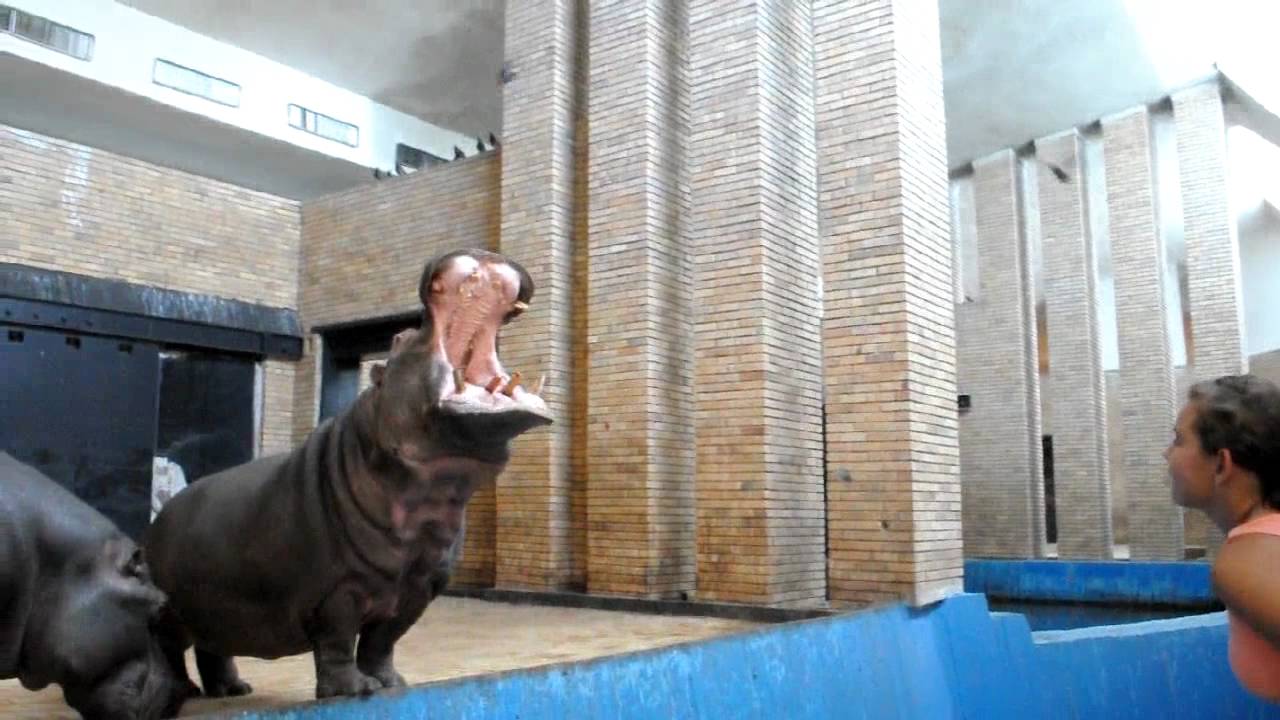 How to train your hippo - YouTube