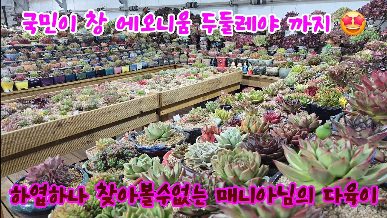 각종 다육식물 모두 섭렵하신 매니아님 하엽하나없이 깔끔하게 관리하며 키운 이쁜 아가들 구경 묵둥이 국민이 창 에오니움 두둘레야 달콤한총각다육 Youtube