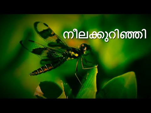 Neelakurinji Music- Jerry Amaldev. Lyrics- Suja George. Singers ...