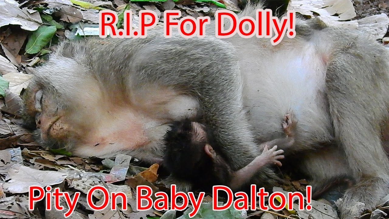 Breaking News, Poor Monkey Dolly Passed Away Even Rescuing By ...