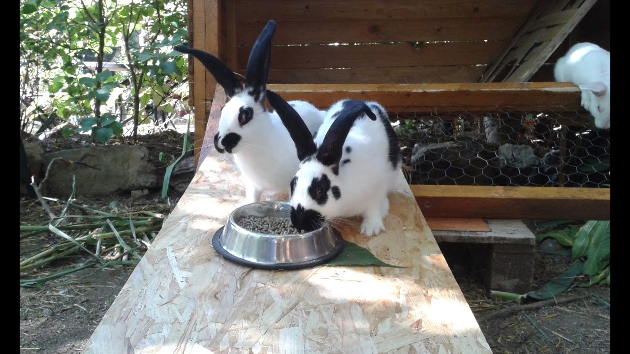 la sortie de nos lapins papillon - YouTube