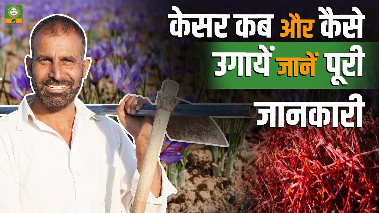 केसर कब और कैसे उगायें जानें पूरी जानकारी | Kesar ki kheti kaise kare ...
