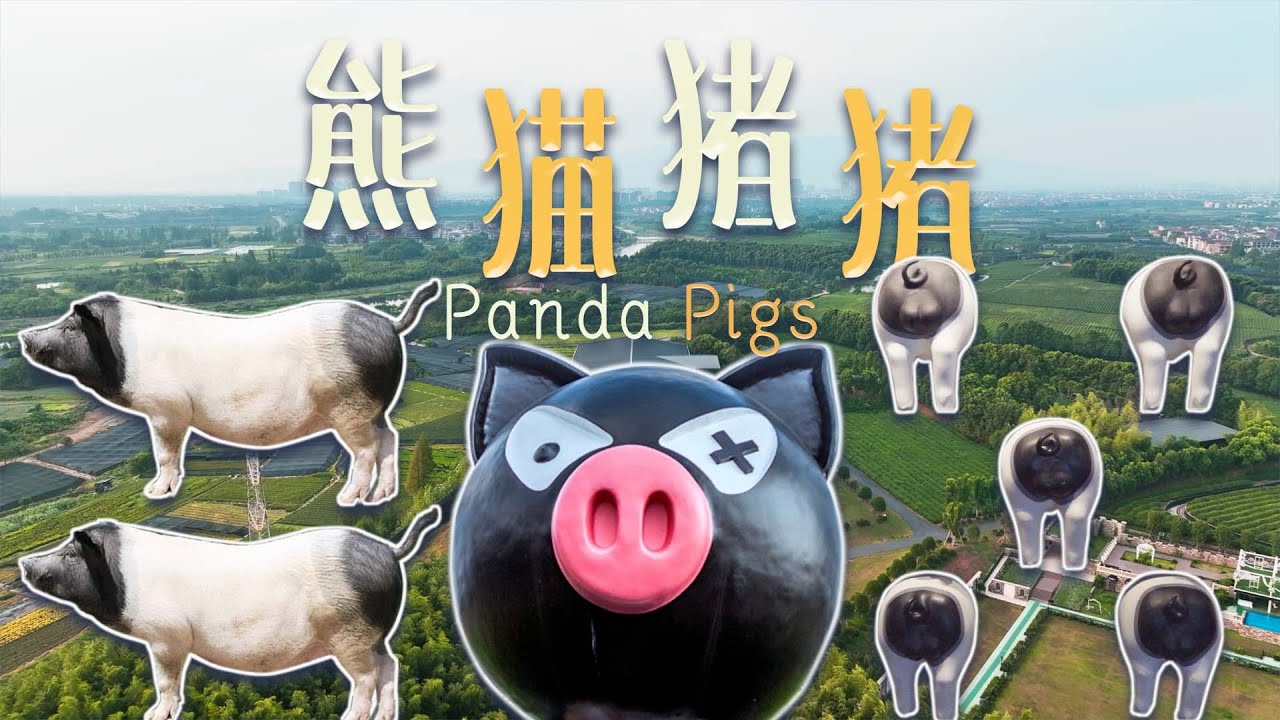 Panda Pigs—Two-End-Black Pigs 熊猫猪猪——两头乌｜Zhejiang｜浙江｜PIG｜Pork｜Jamon｜火腿 ...