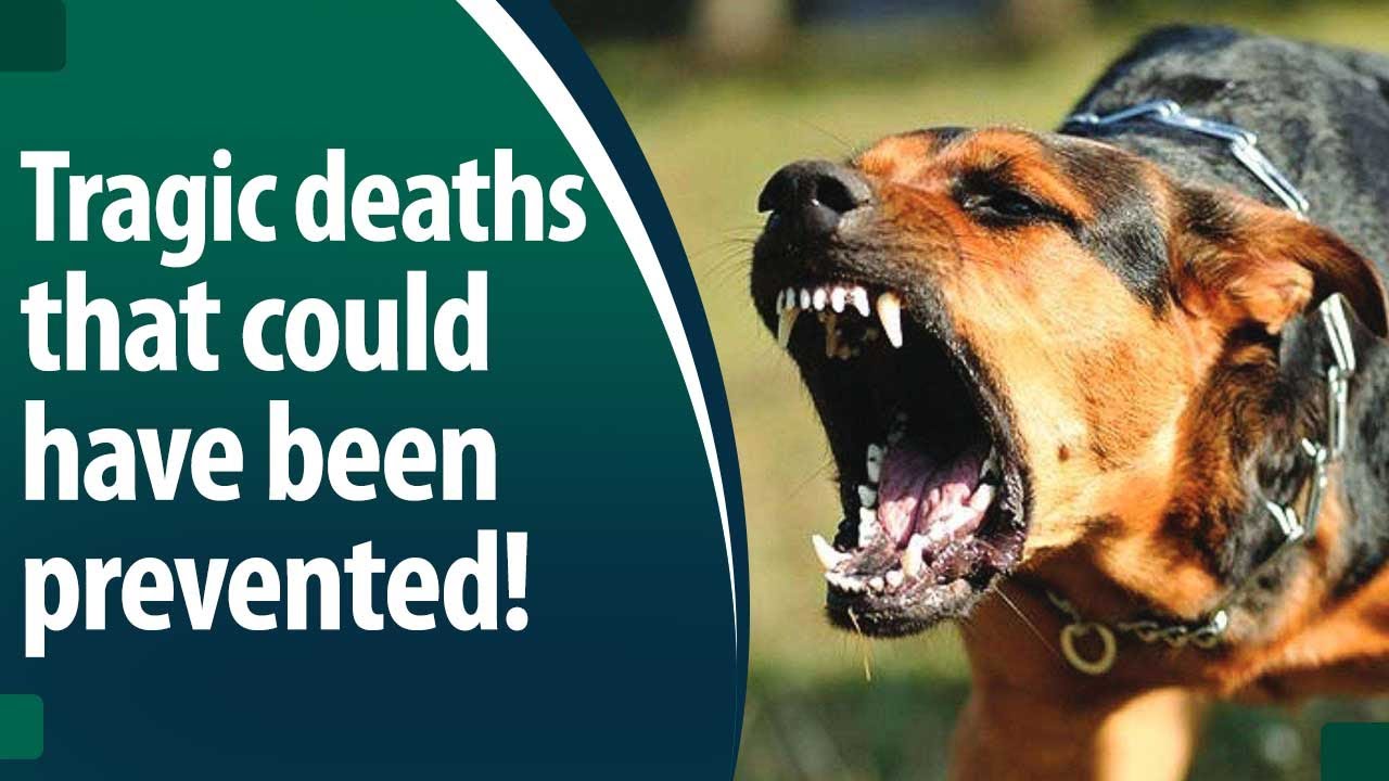 Rabies death Surge : Where are we failing in Rabies prevention? - YouTube