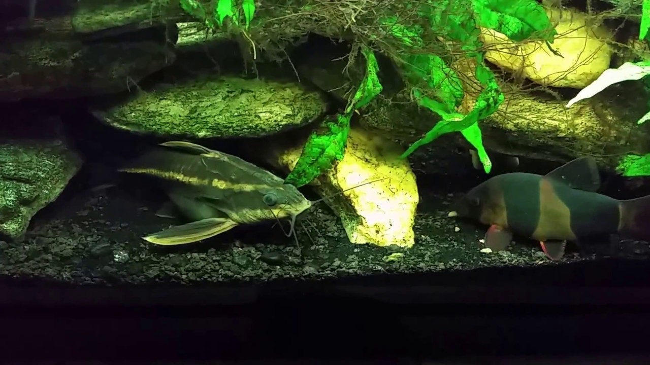 Striped Raphael Catfish w/ Angelicus Loach - YouTube