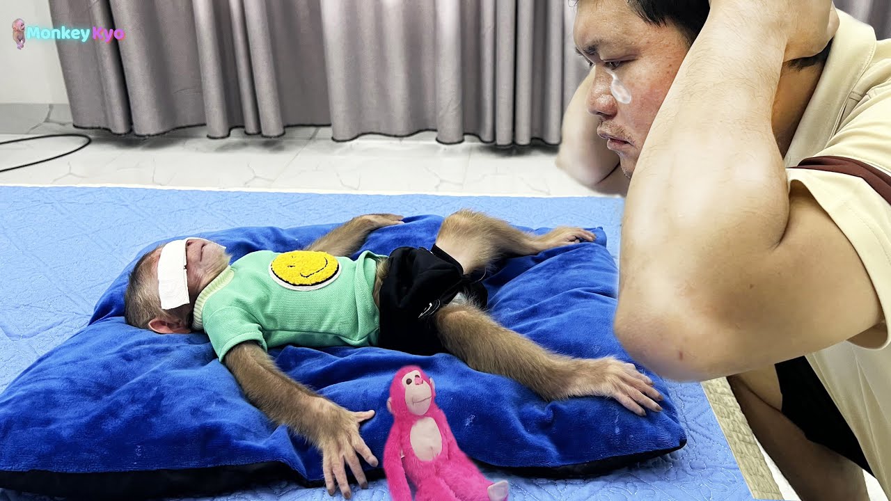 Baby monkey Kyo's weak eyes… left Dad choked up with worry! - YouTube