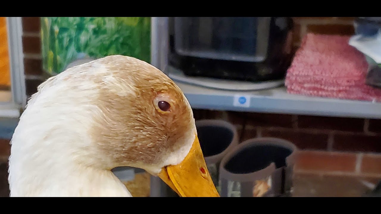 All 🦆s on the pond with Pompom and Iris Duck - YouTube