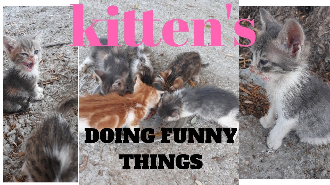 CUTE KITTEN'S DOING FUNNY THINGS COMPILATION - YouTube