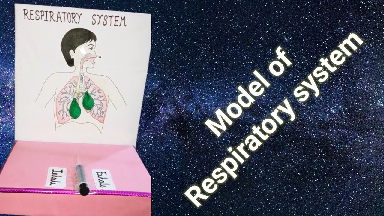 How To Make Respiratory System Working Model 🤩🫁 - YouTube