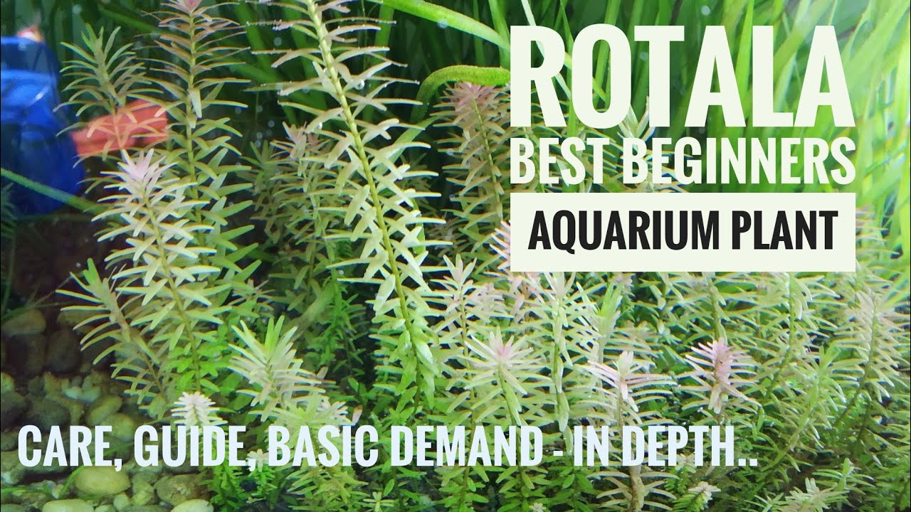 Rotala Plant.. (Rotala rotundifolia)Tank views..care... Information and ...