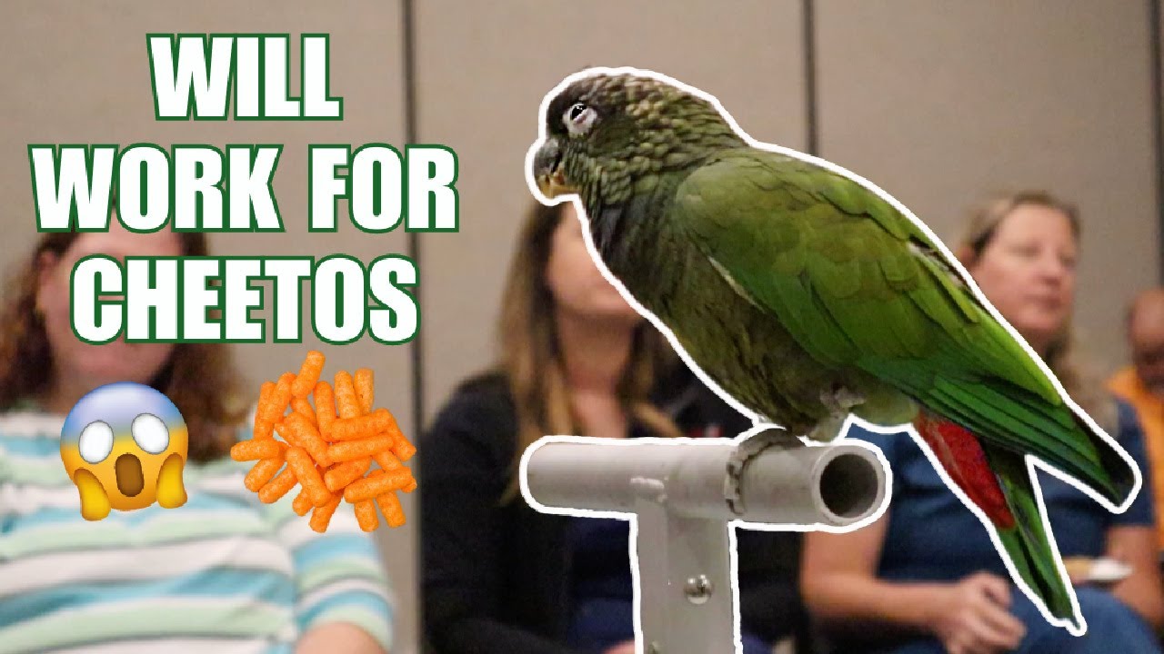 Why a Healthy Diet is Key To Overcoming Parrot Aggression | Training a ...