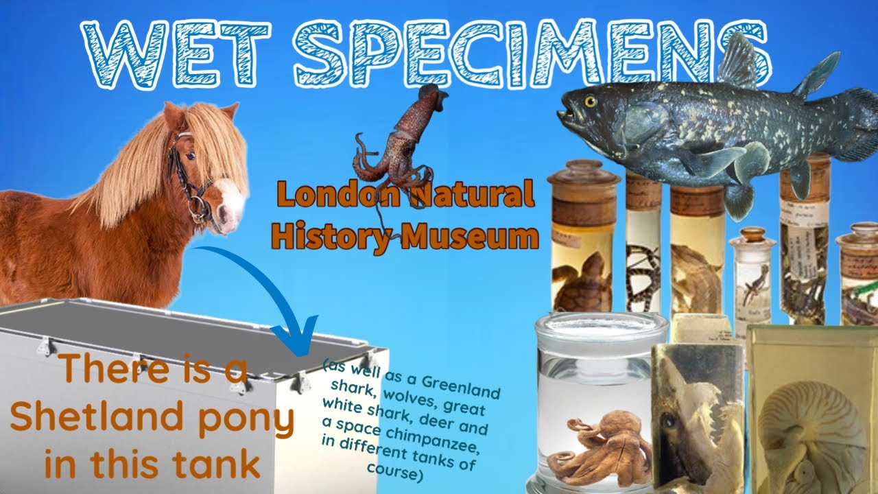 Exploring the London Natural History Museum’s Wet Specimen Collection ...