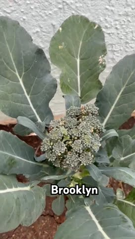 Brooklyn #brooklyn #vegetables #homegarden #utubeshorts #shortvideo ...