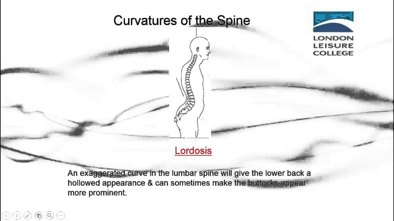 Posture, curves of the spine and different bone types - YouTube