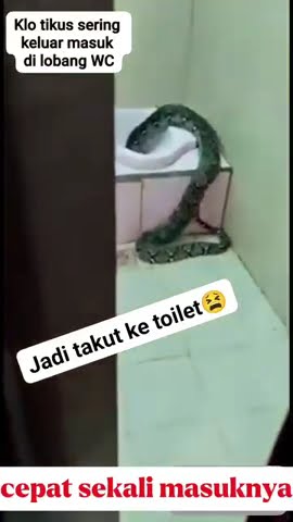 Tutuplah bahagian hujung paip saluran najis dgn jaring besi utk ...