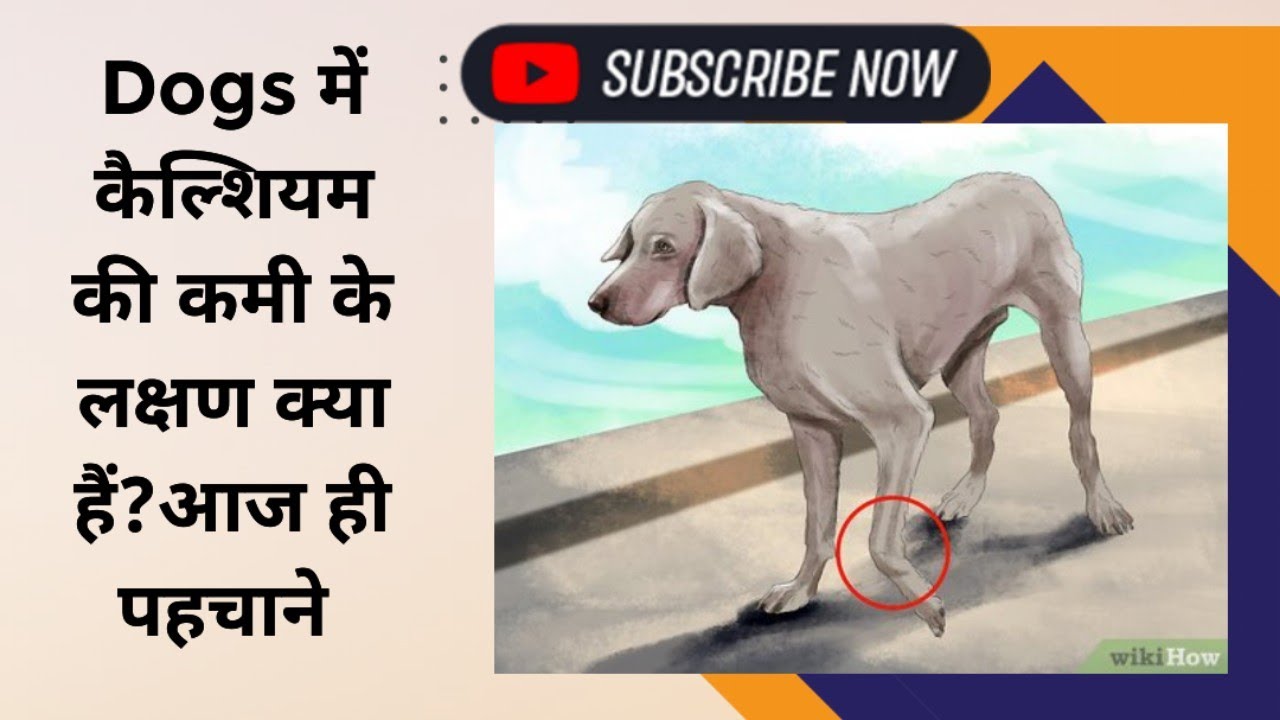 कुत्तों में कैल्शियम की कमी के लक्षण क्या हैं? || symptoms of calcium ...