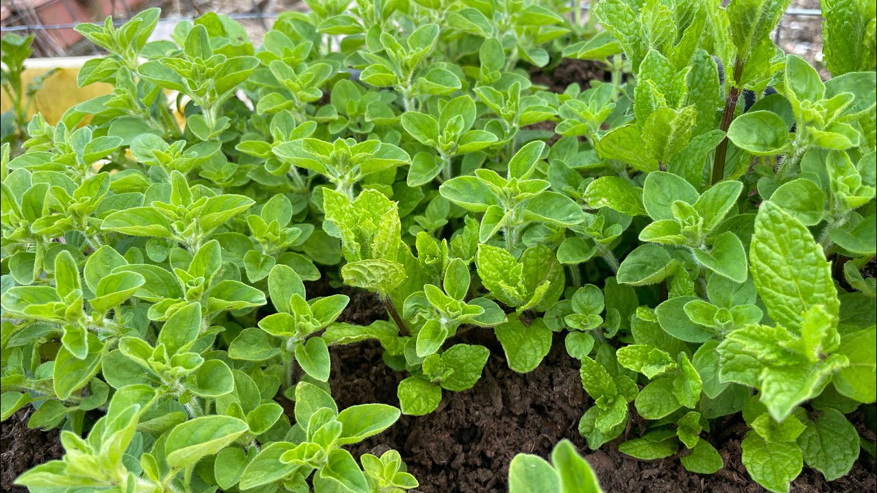 Mint and oregano herbal medicine tau - YouTube