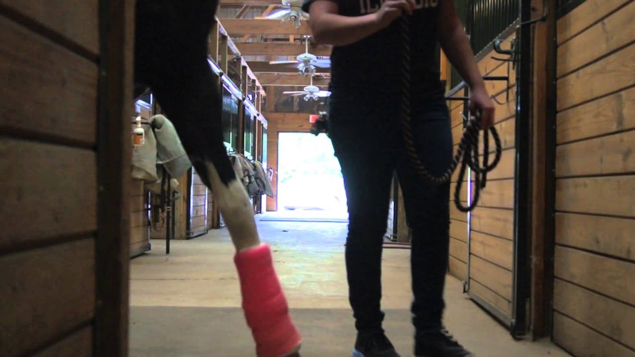 Tux Post Surgery Day 7 Afternoon - YouTube