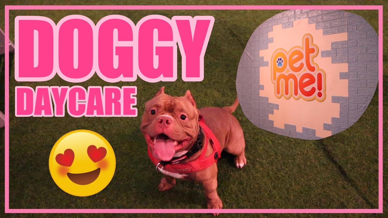 DOGGY DAYCARE! (May 9-10, 2021) - saytioco - YouTube