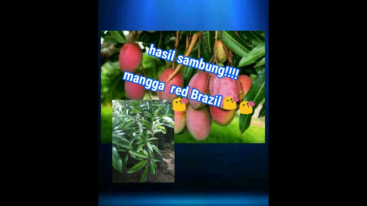 Hasil sambung mangga red brazil - YouTube