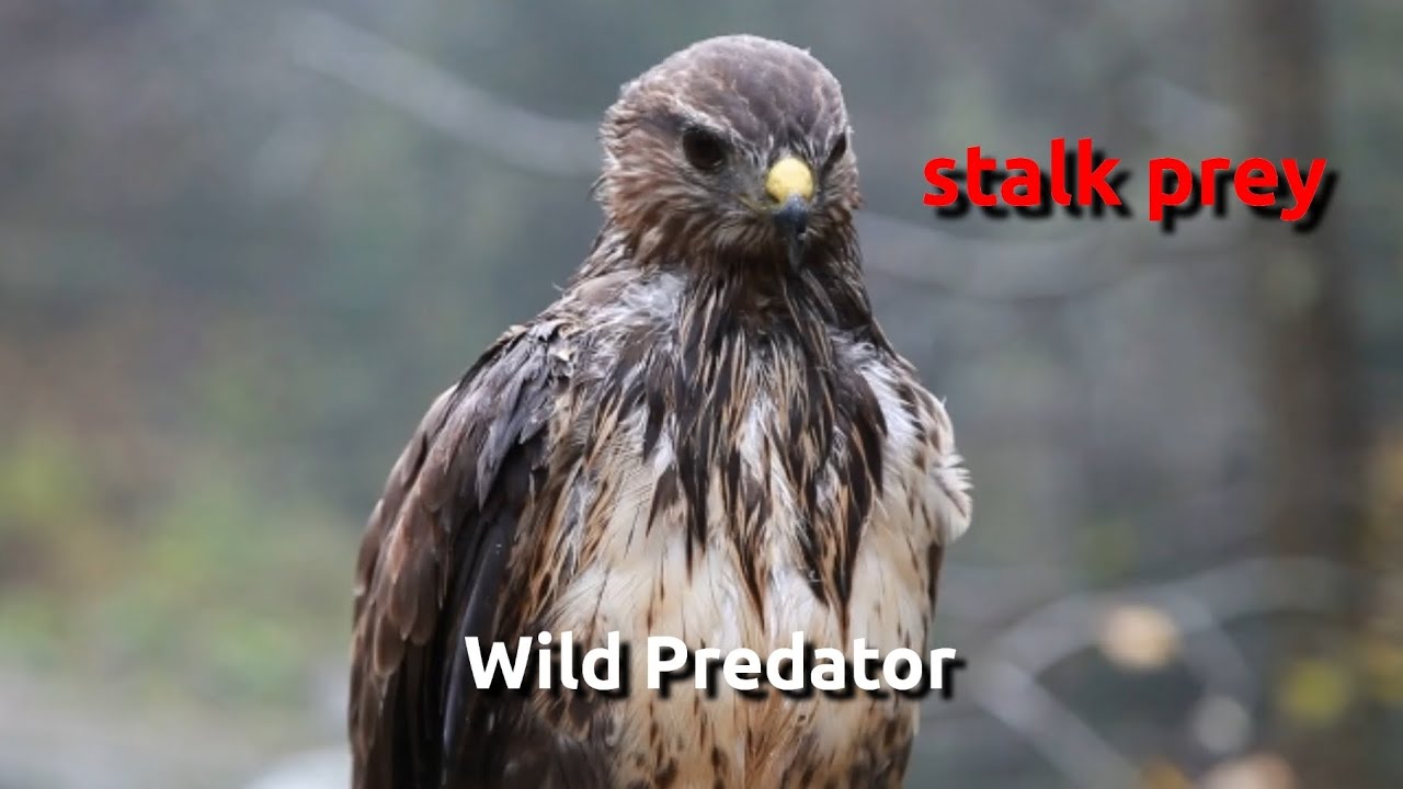 wild predator is stalk prey - YouTube