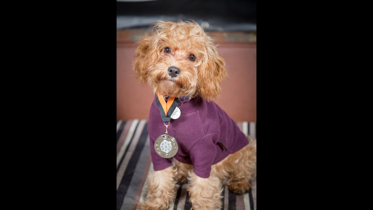 Cosmo - Cavapoo Puppy - 3 Weeks Residential Dog Training - YouTube