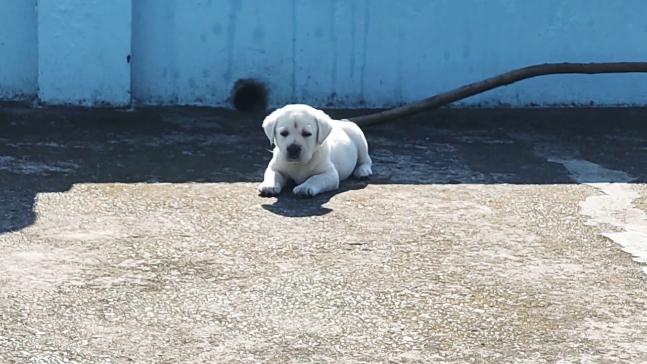 Labrador puppy tiger 45 days old not for sale - YouTube