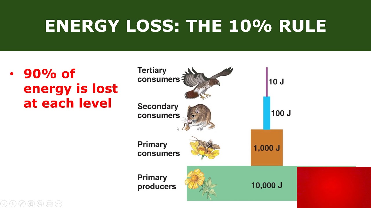 IB Bio 4 2 Energy Flow Screencast - YouTube