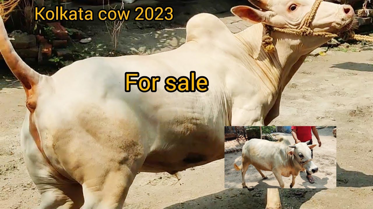 Bakra Eid 2023 🔥 most beautiful small size Hansa ox for sale available ...