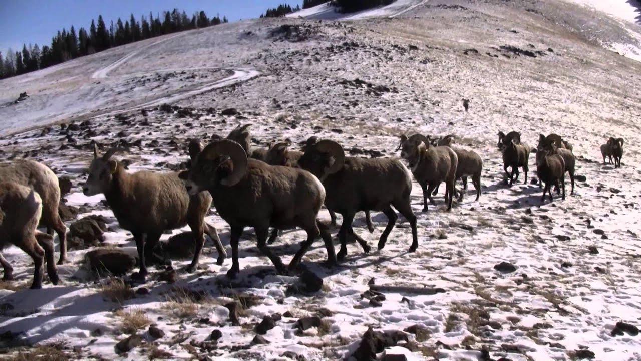 Wallowa bighorn sheep, January 2010 - YouTube