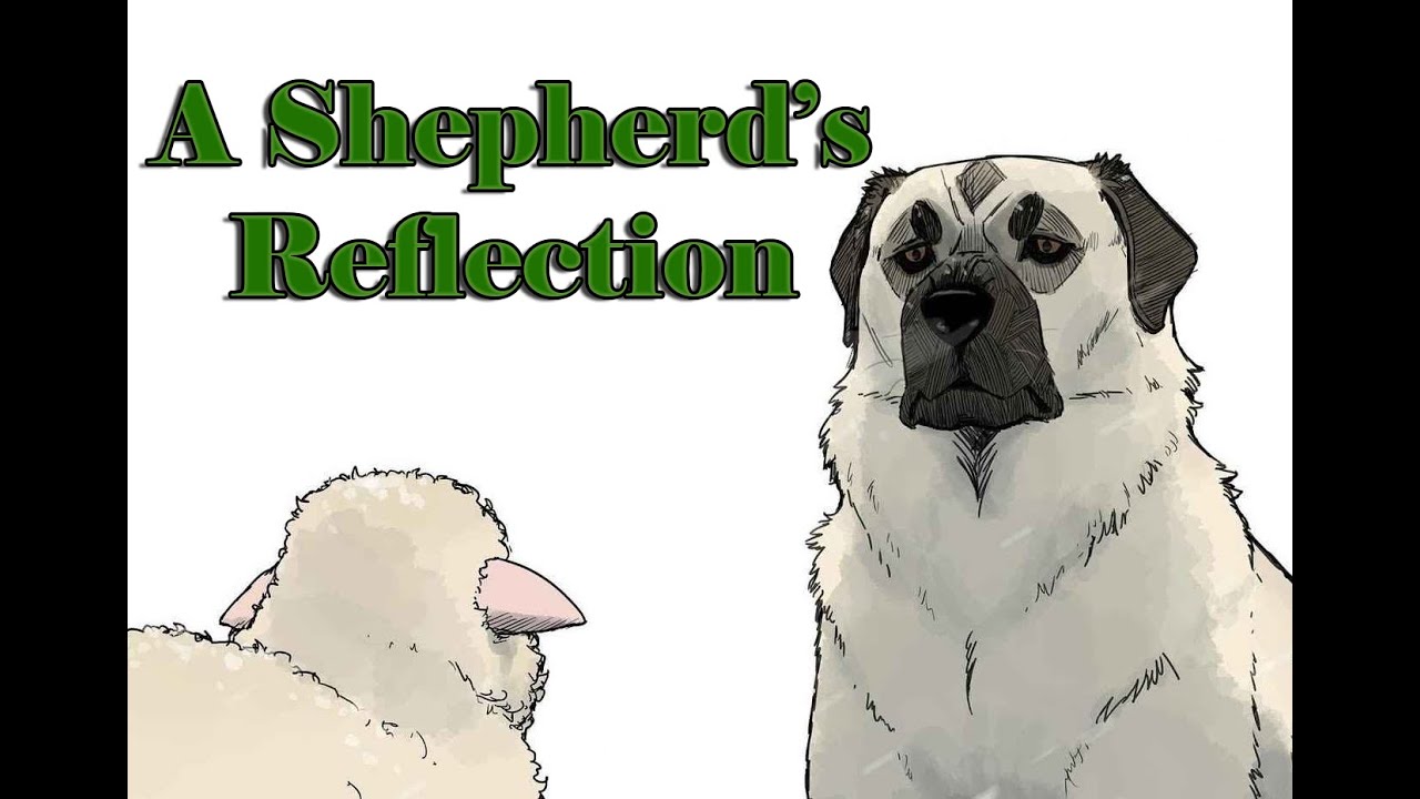 A Shepherd's Reflection - Anatolian Shepherd - Pet_foolery - YouTube