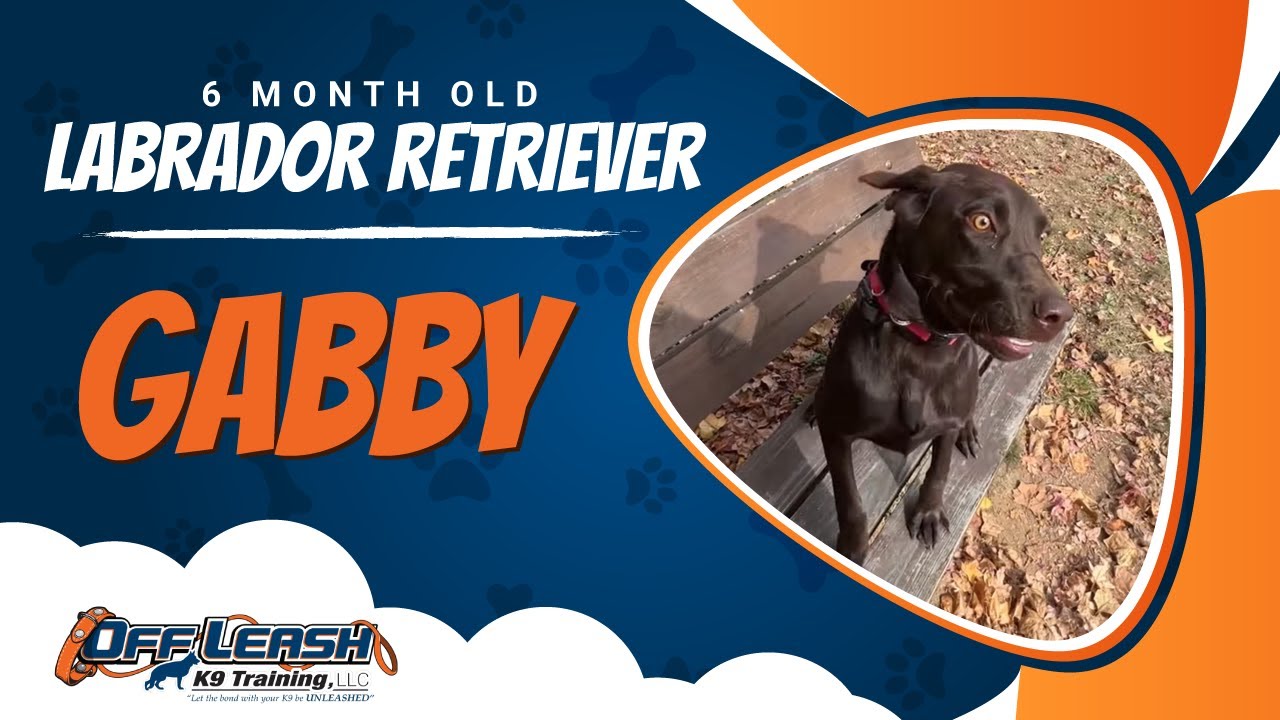 Labrador Retriever,6 Months Old ,Gabby | (Best Dog Trainers Northern VA ...