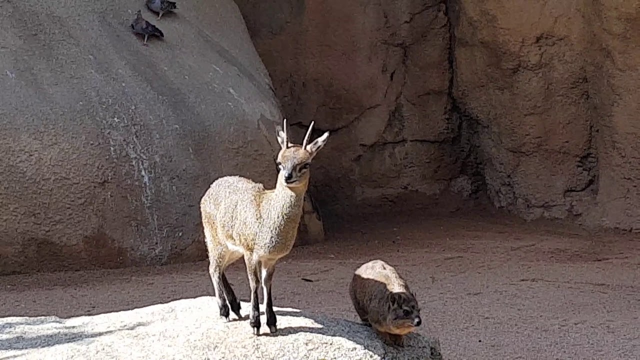 Klipspringer and Rock hyrax in mixed exhibit - YouTube