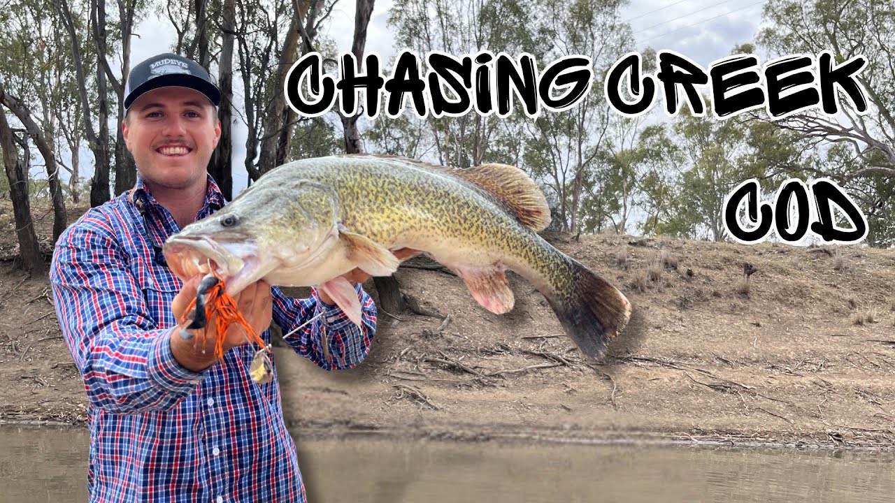 Murray Cod Fishing | Chasing Creek Cod - YouTube