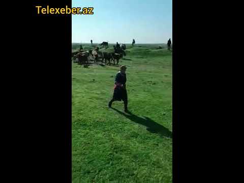 Masallı rayon Qədirli kəndində məmur ac gözlüyü kəndlini bir birinə düşman etdi.