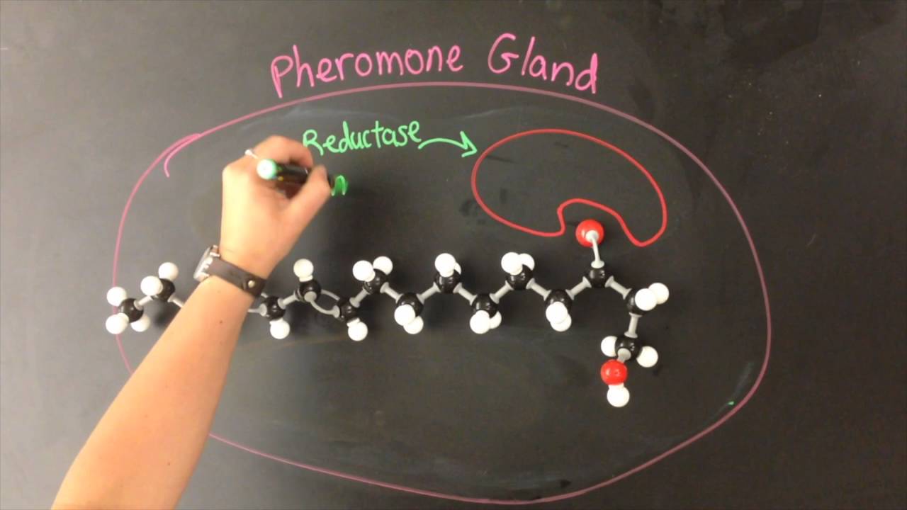 Pheromone Synthesis Video - YouTube