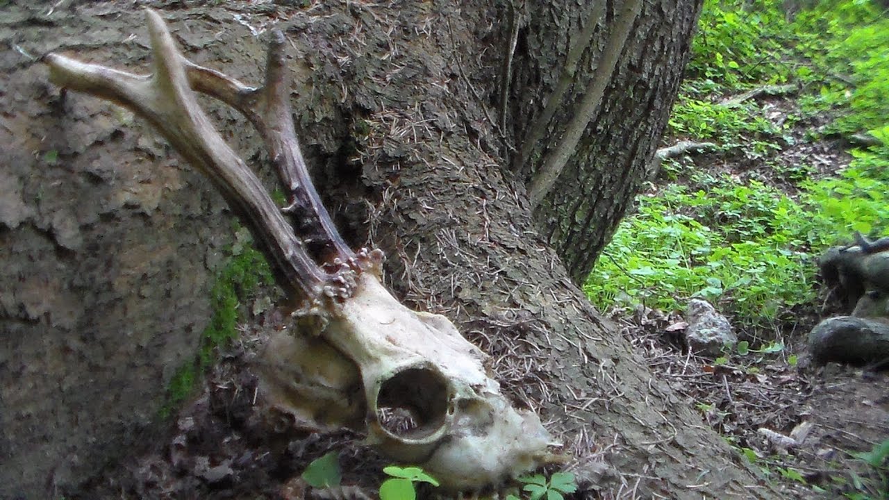 Decay of roe deer - YouTube