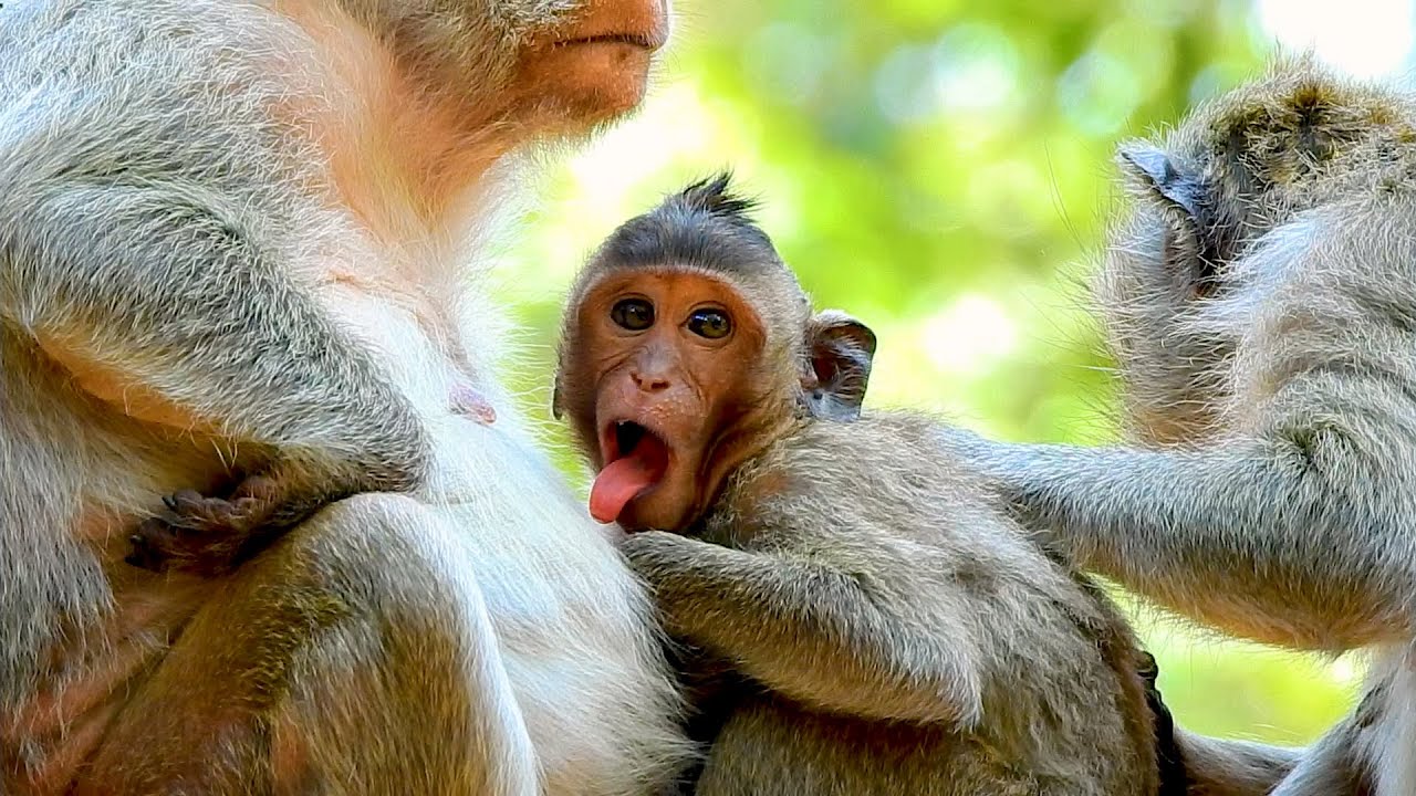 Why Big Baby Try To Demand Milk From Mom, Even Though Big Monkey Grow ...